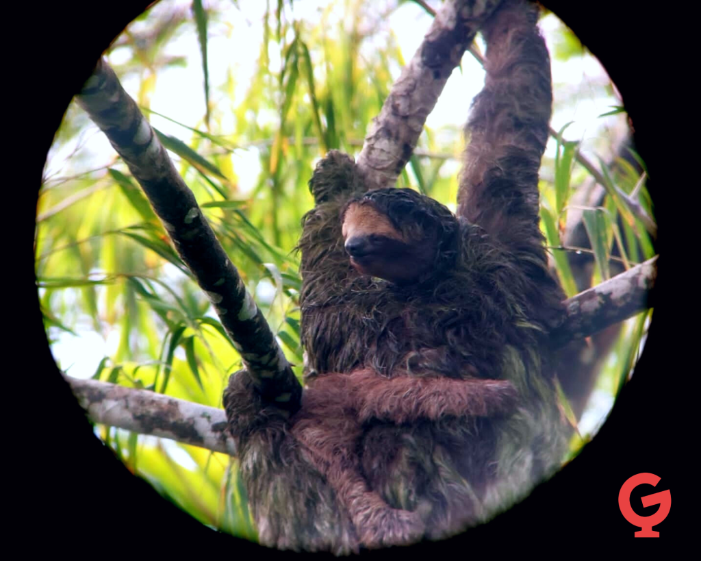 Great places to explore diverse wildlife in Costa Rica » Girlswanderlust