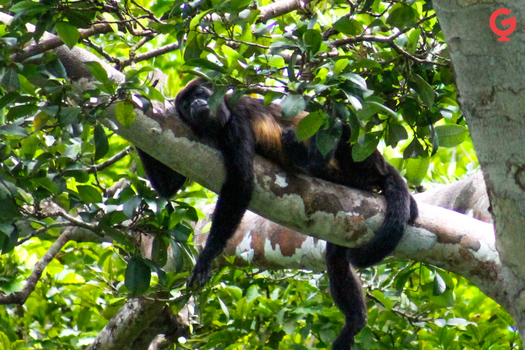 Gamboa Boat Tour: The Best Way To Explore Gatun Lake » Girlswanderlust