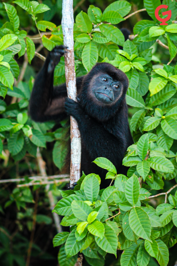 Gamboa Boat Tour: The Best Way To Explore Gatun Lake » Girlswanderlust